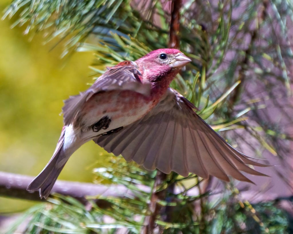 State Bird Of New Hampshire - Facts & Figures - Hummingbirdsworld.com